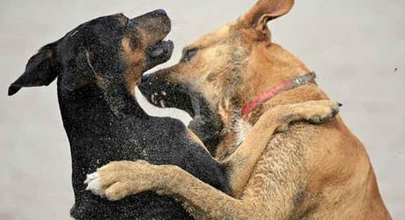 K9s on the Front Line - Dog Fights - Enter at Your Own Risk