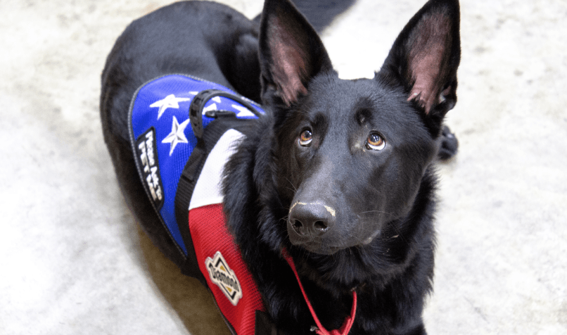 K9s on the Front Line - About Us